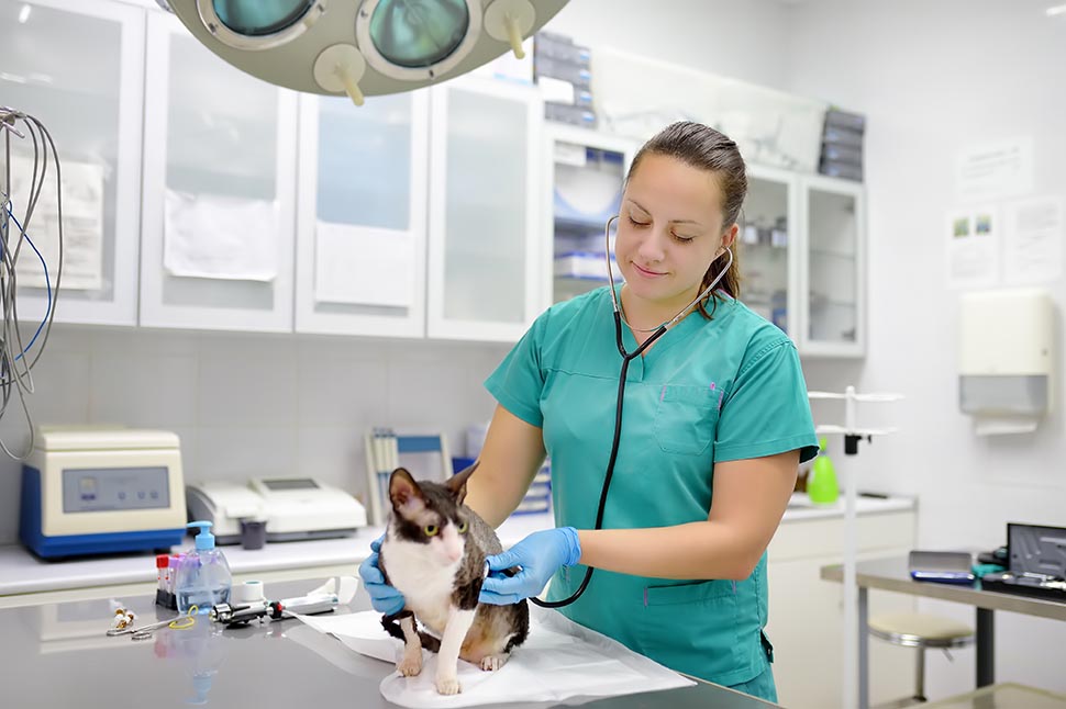 Creating a Culture of Accountability in Your Veterinary Practice - VetLead