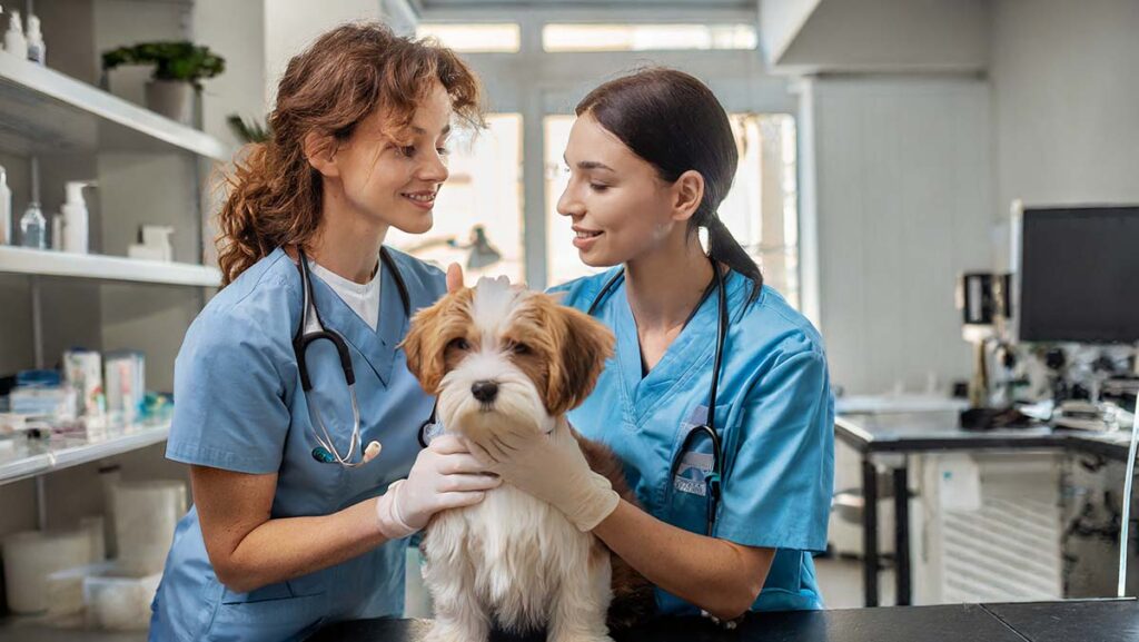 Why You Need Employee Engagement in Your Veterinary Practice - VetLead