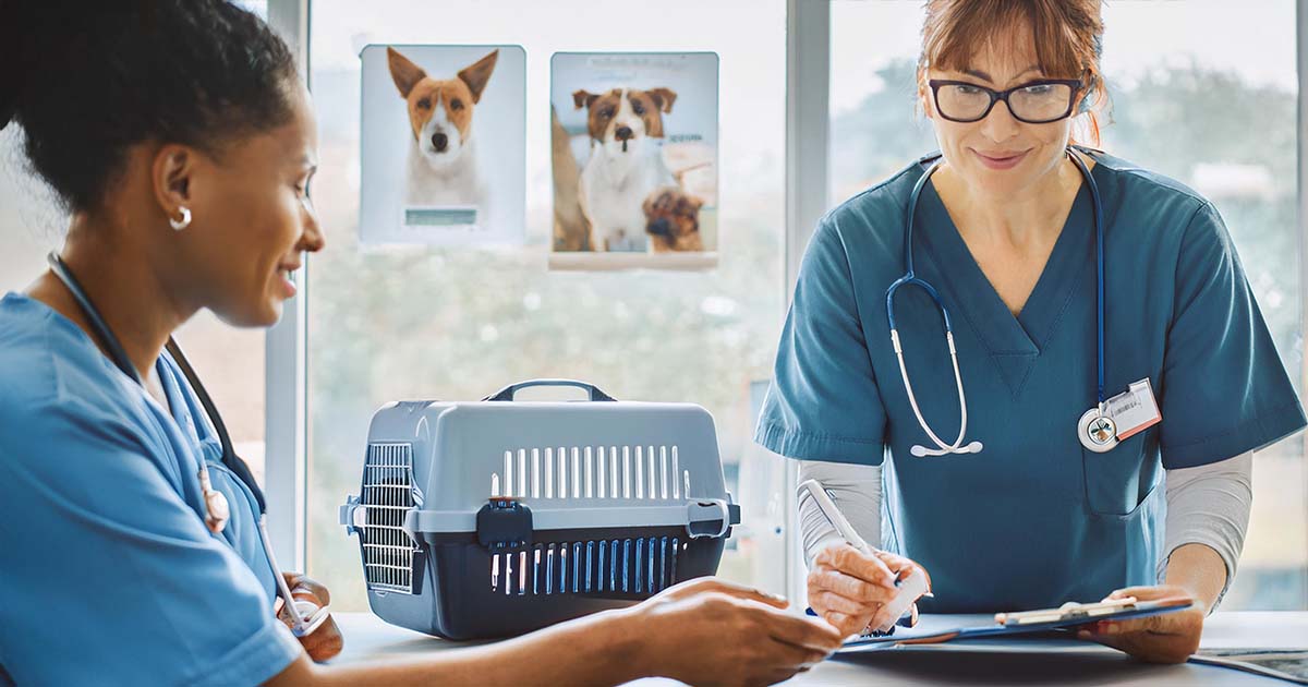 What Defines Culture in Veterinary Practices and How to Build Yours ...